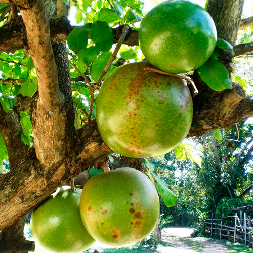 Cabaça - O Produtor Garden